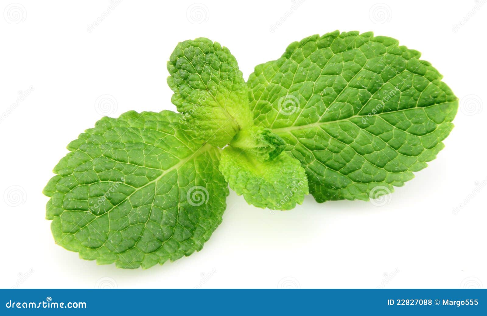 Menta fresca foto de archivo. Imagen de macro, hojas - 22827088