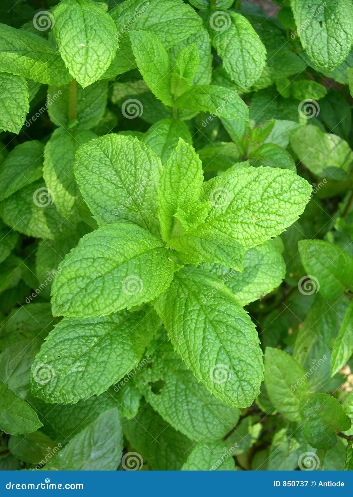 Menta fresca imagen de archivo. Imagen de hoja, verde, herbario - 850737