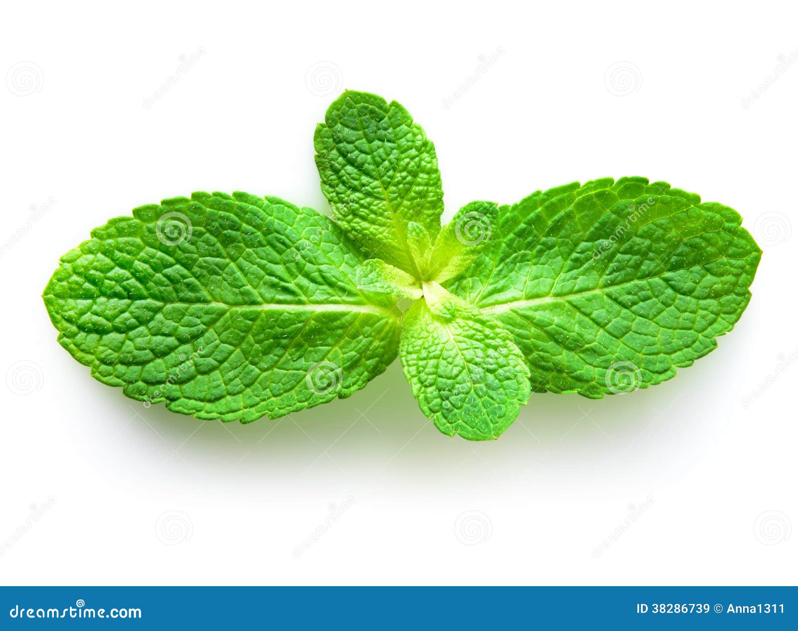 Menta fresca en un blanco imagen de archivo. Imagen de mentol - 38286739