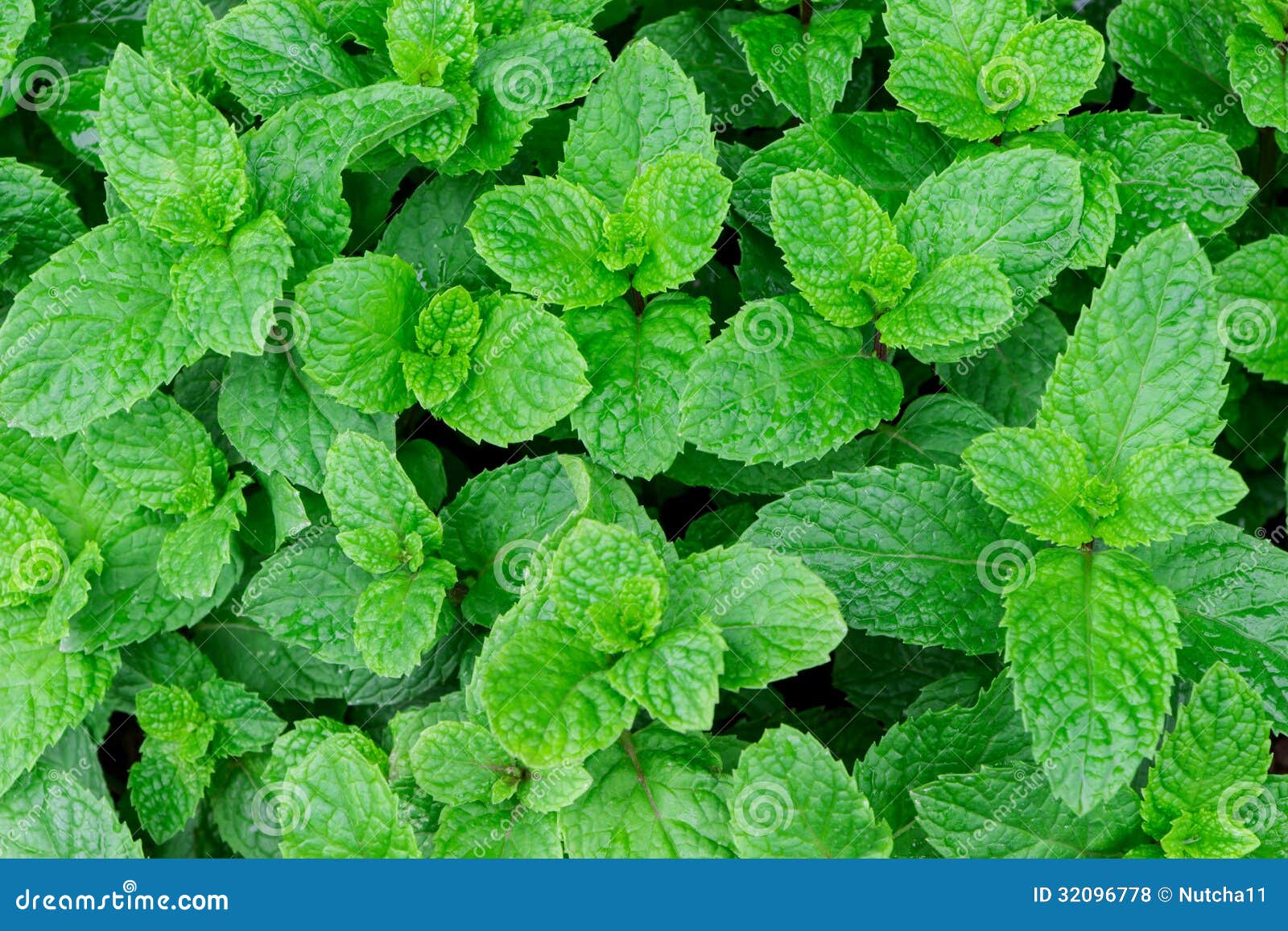 Menta piperita fotografia stock. Immagine di fragrante - 32096778