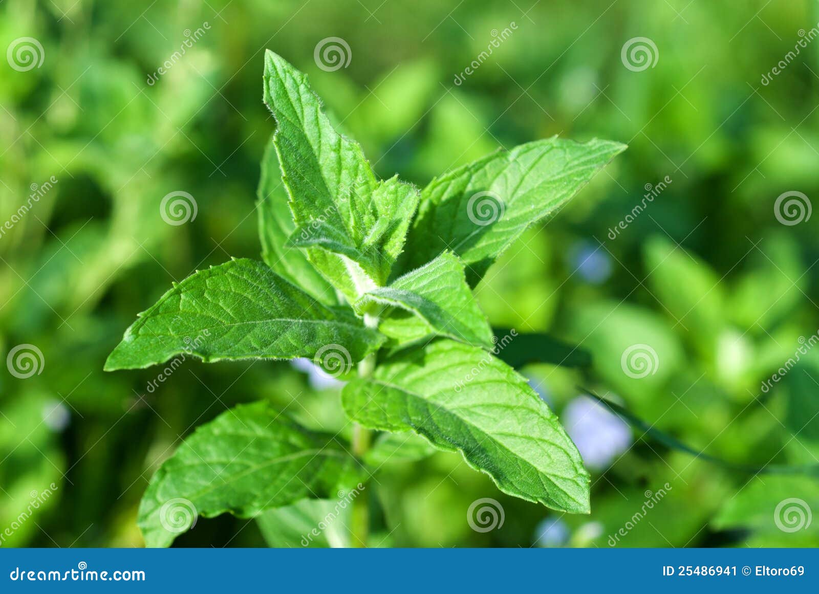 Menta Selvaggia Verde Fresca Immagine Stock - Immagine di aromatico ...