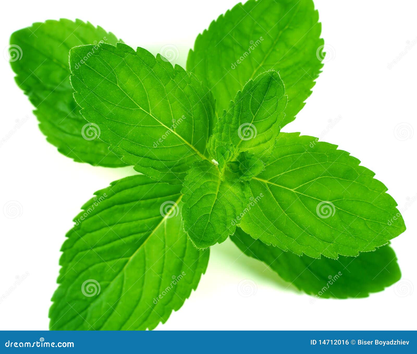 Menta verde foto de archivo. Imagen de frescura, ramita - 14712016