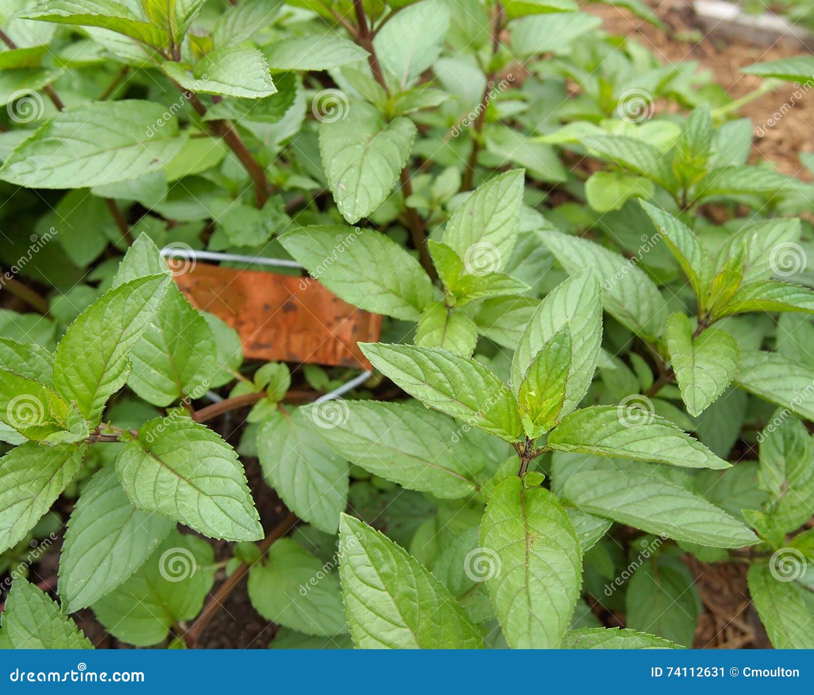 Menta verde in Herb Garden immagine stock. Immagine di sapore - 74112631