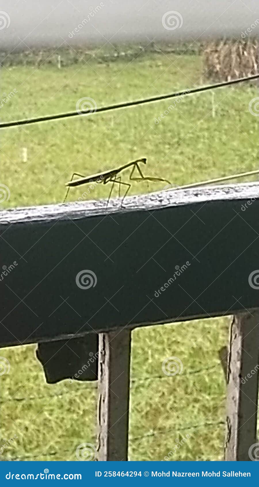 Mentadak Stock Photos - Free & Royalty-Free Stock Photos from Dreamstime