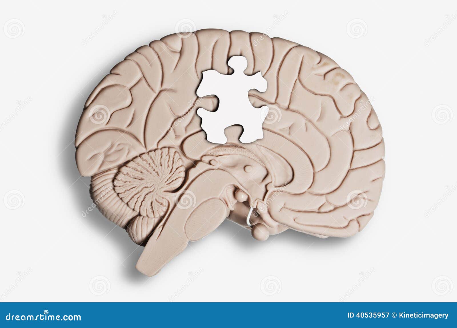 143 Brain Model Puzzle Stock Photos - Free & Royalty-Free Stock Photos ...