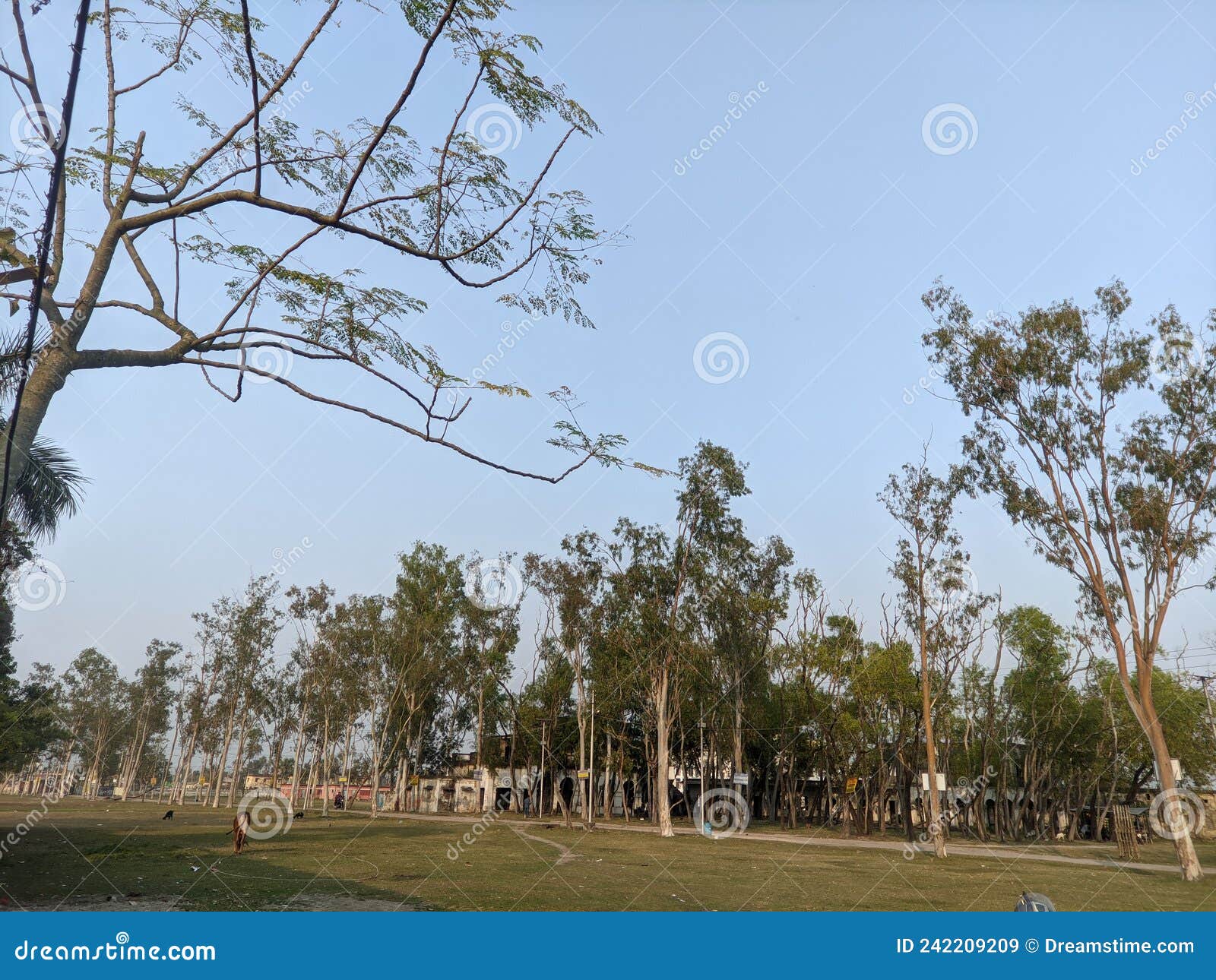 Mental Hospital Pabna Campus Stock Image - Image of landscape, woodland ...