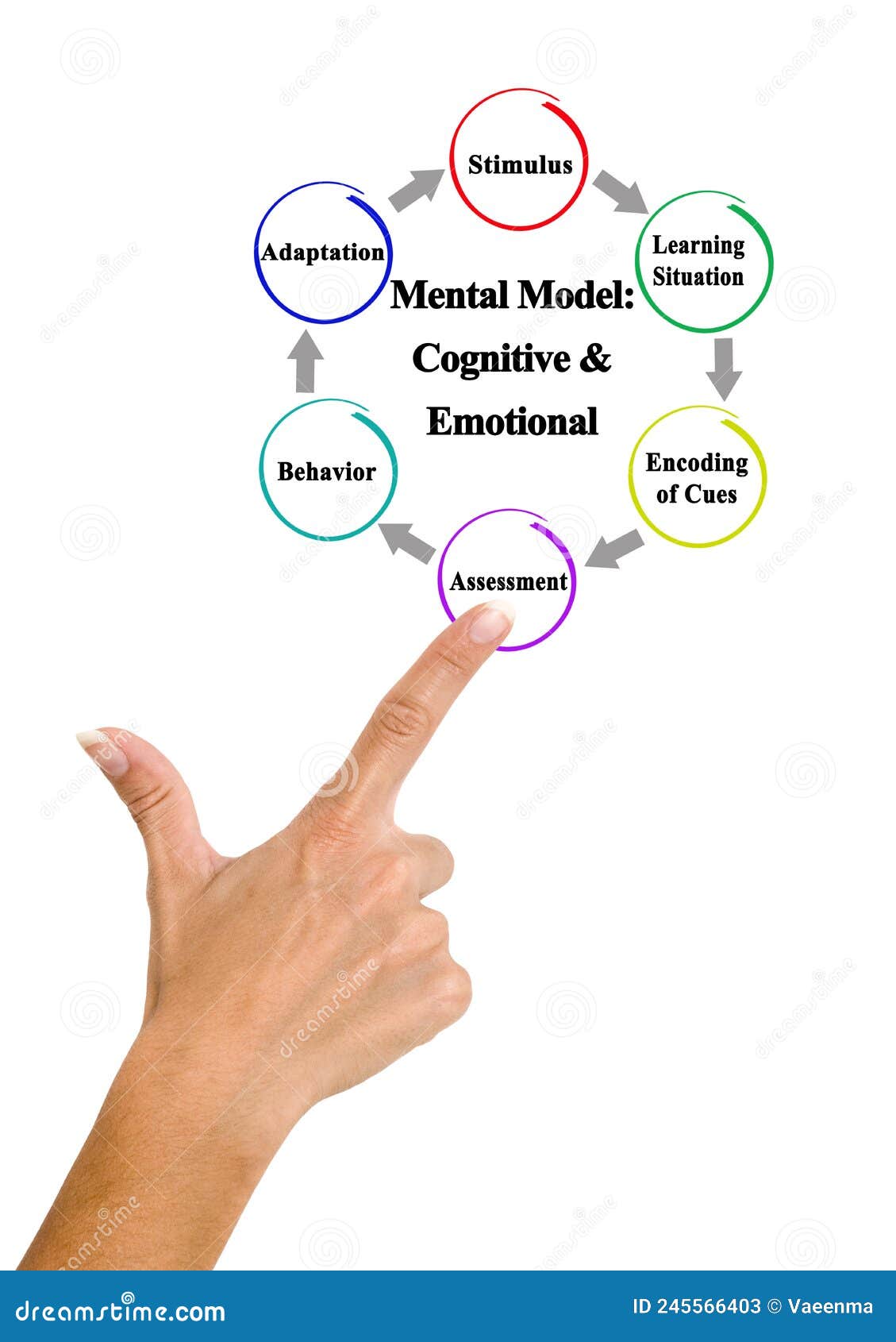 Mental Model: Cognitive & Emotional Stock Image - Image of model ...