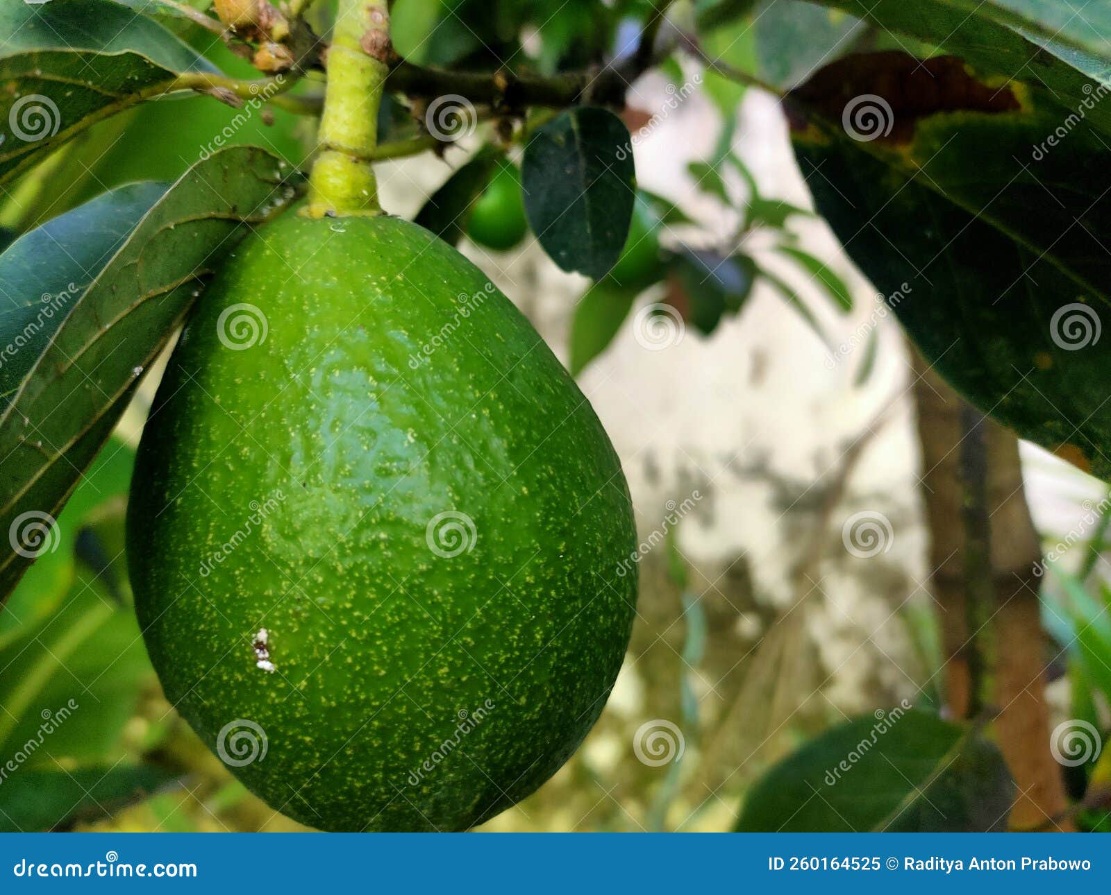 Mentega Avocado Fruit stock image. Image of plant, citrus - 260164525