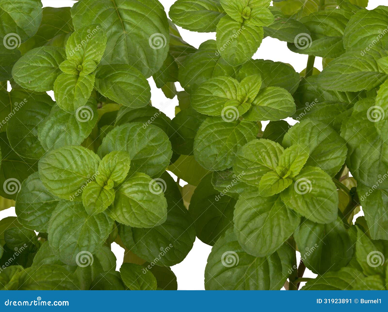 Mentha plant stock image. Image of seasonal, horticulture - 31923891