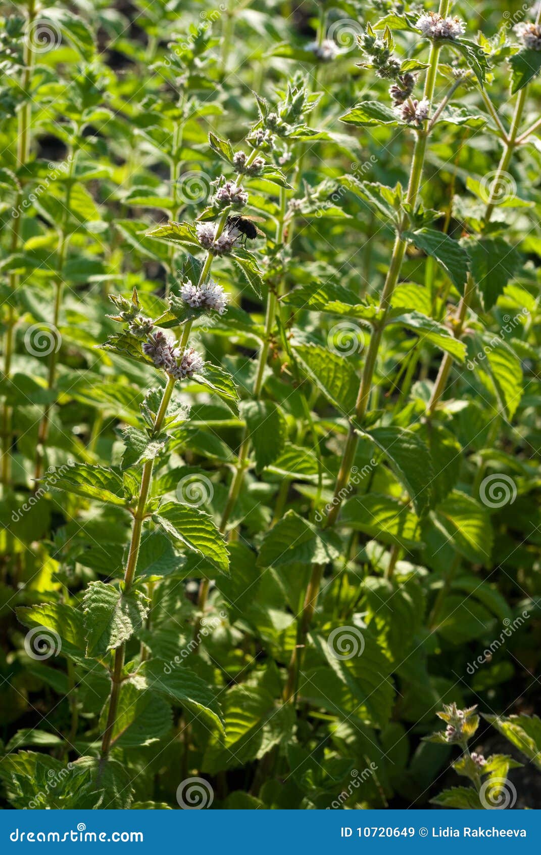 Mentha Spicata (Spearmint, Spear Mint) Stock Image - Image of petal ...