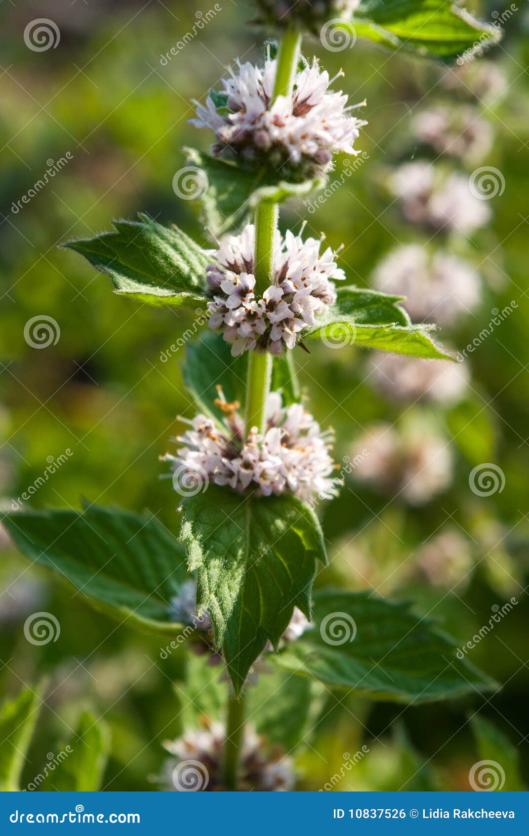 Mentha Spicata (Spearmint, Spear Mint) Stock Photo - Image of close ...