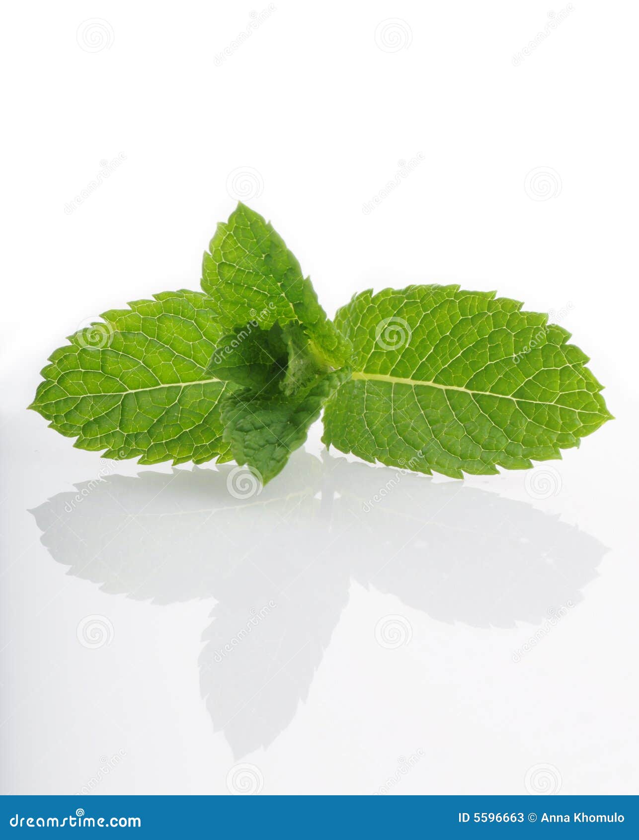 Menthe image stock. Image du frais, peppermint, nourriture - 5596663