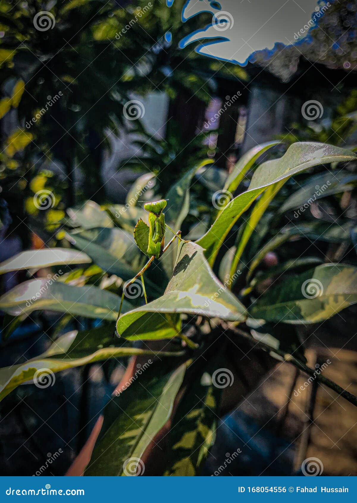 Green Mentis In Natural Background Stock Photo | CartoonDealer.com ...