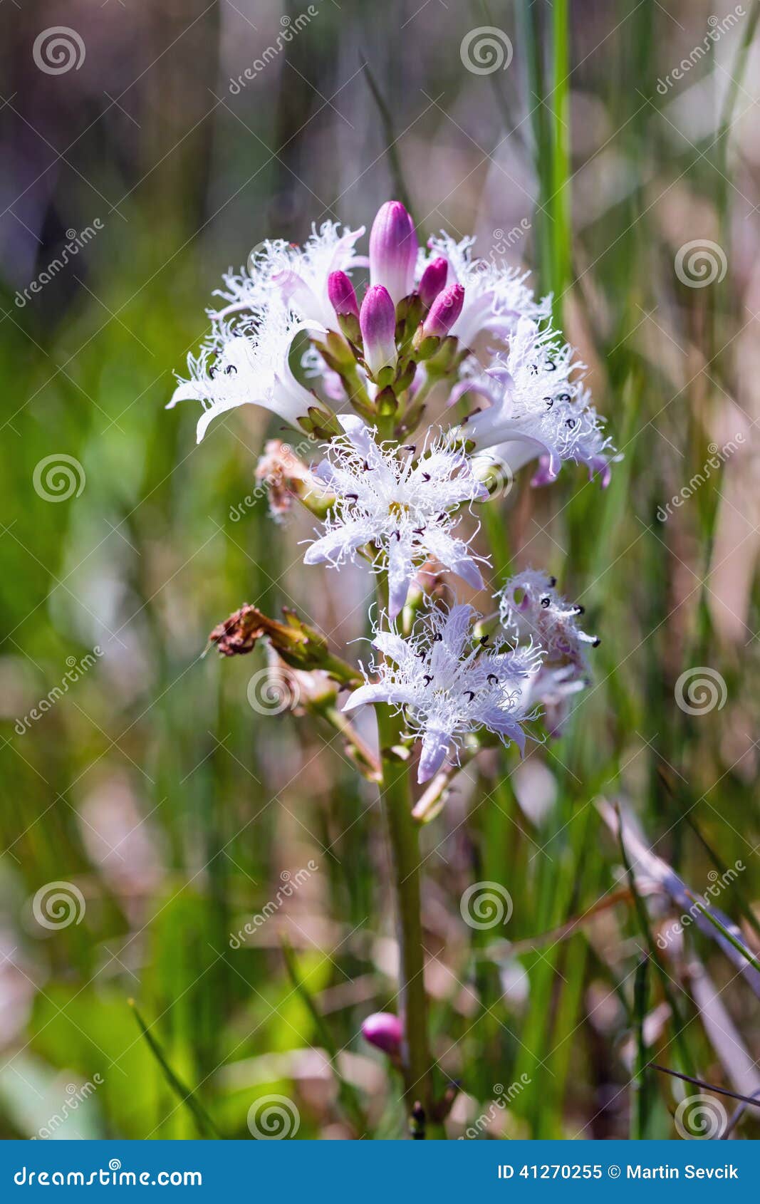 Menyanthes Trifoliata, Bog-bean, Buckbean Stock Image - Image of drugs ...