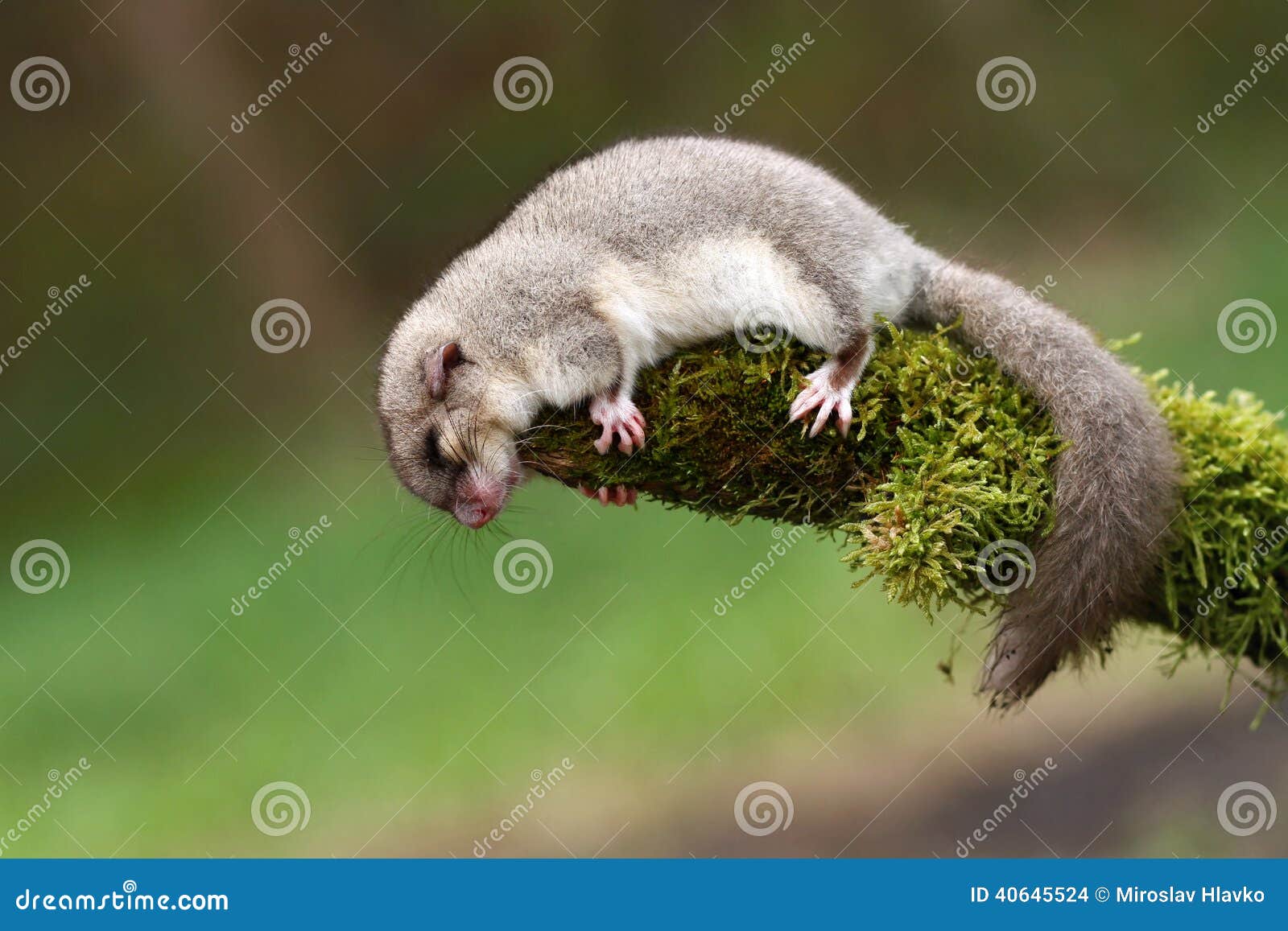 Menzogne del ghiro fotografia stock. Immagine di filiale - 40645524