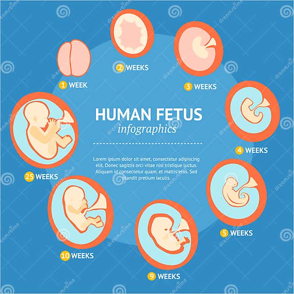 Menú Fetal De Infographic Del Desarrollo De La Etapa Del Crecimiento