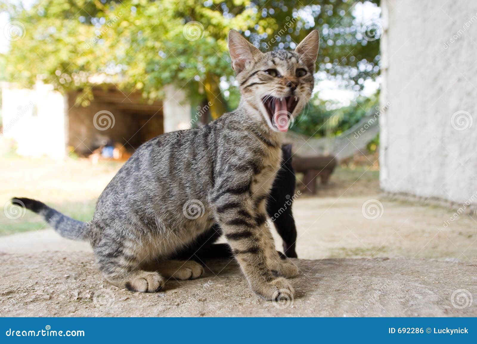 Meow stock photo. Image of yawn, yawning, sleep, sleepy - 692286