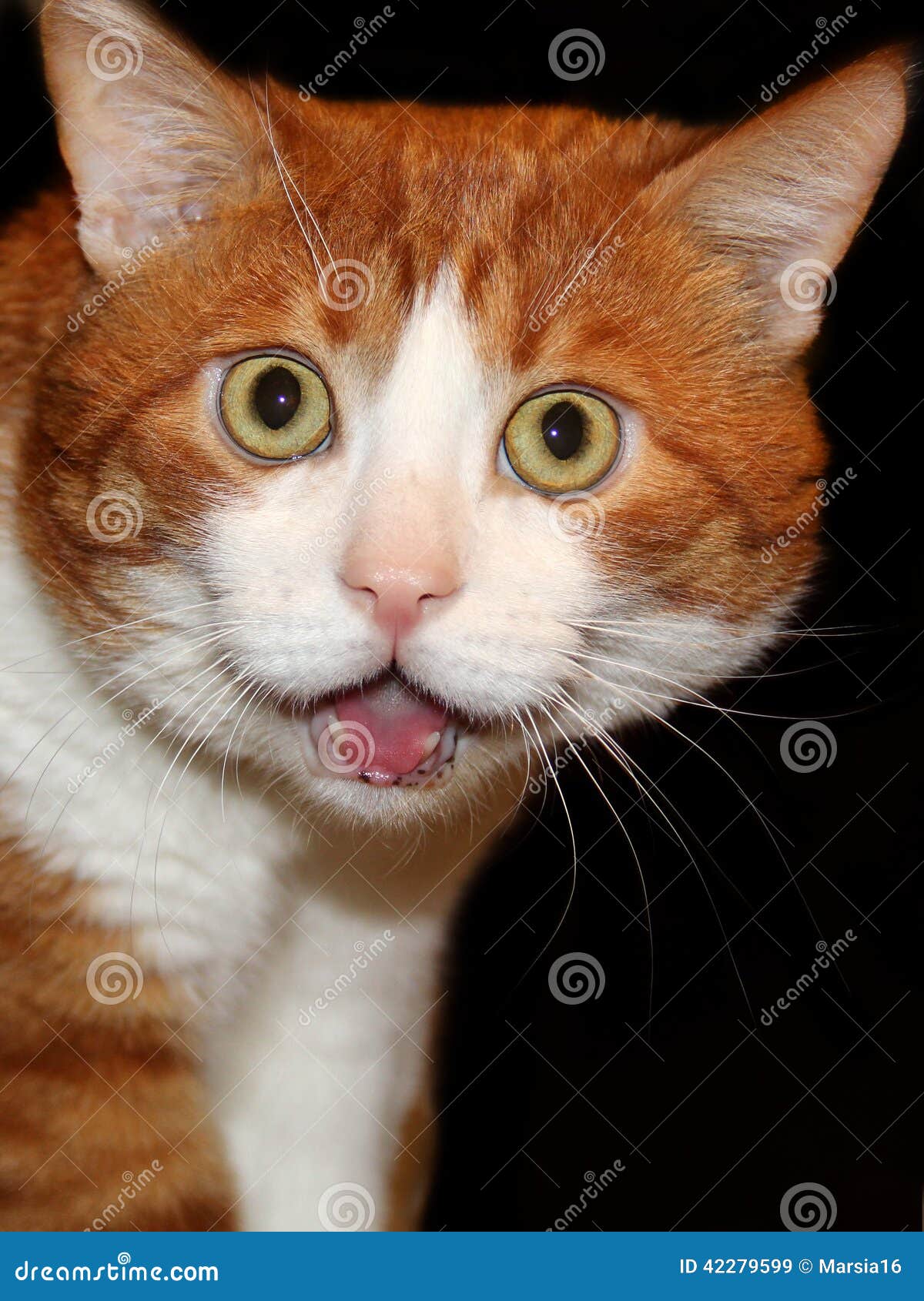 Meow stock image. Image of dominance, close, domestic - 42279599