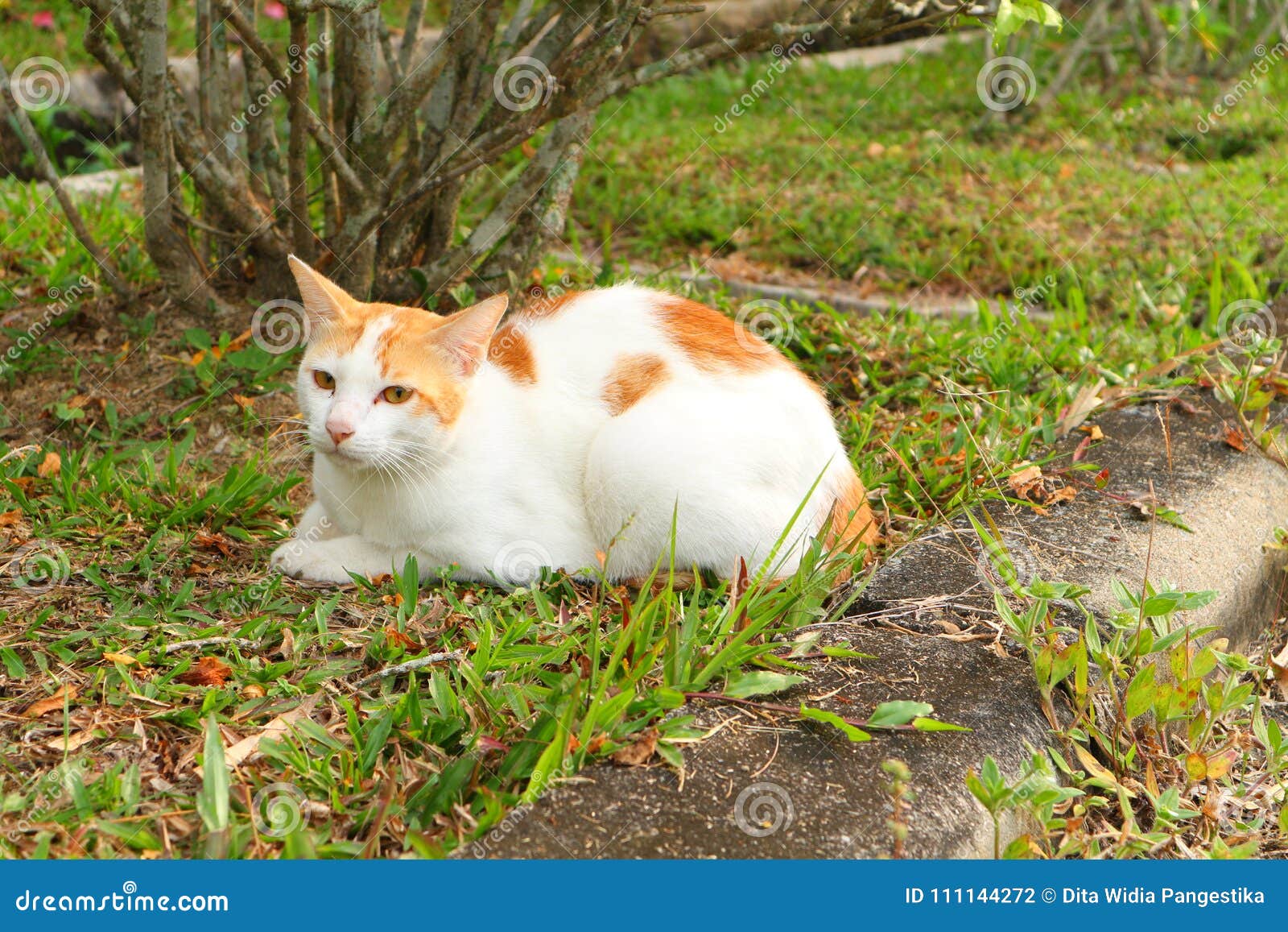 Meow stock photo. Image of meow, home, happy - 111144272