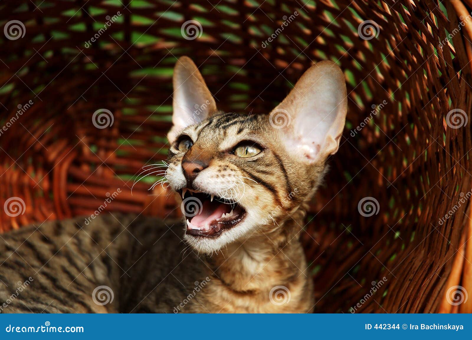 Meow, i am afraid stock photo. Image of friend, nature - 442344