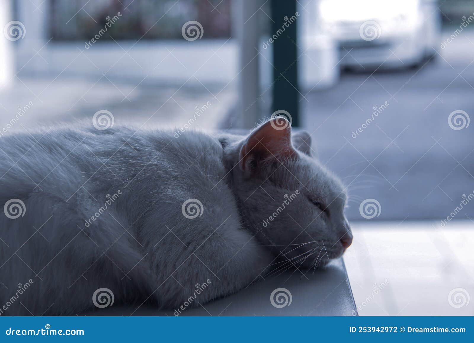 Meow . stock photo. Image of white, cute, meow, sleeping - 253942972
