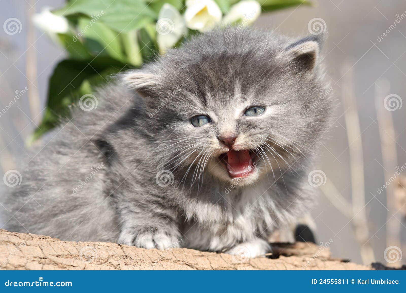 Meowing stock image. Image of plant, crying, meowing - 24555811