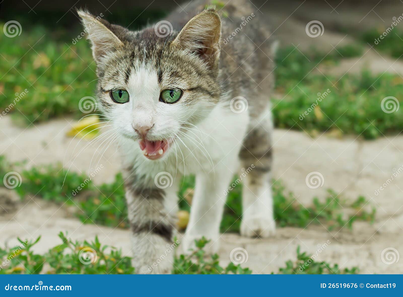 Meowing kitten stock photo. Image of animal, park, striped - 26519676