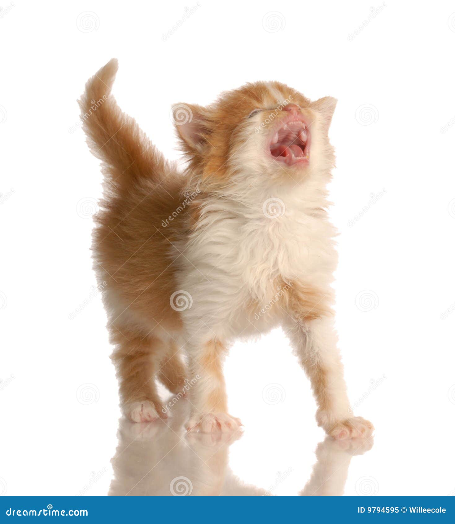 Meowing kitten stock image. Image of discover, stripes - 9794595