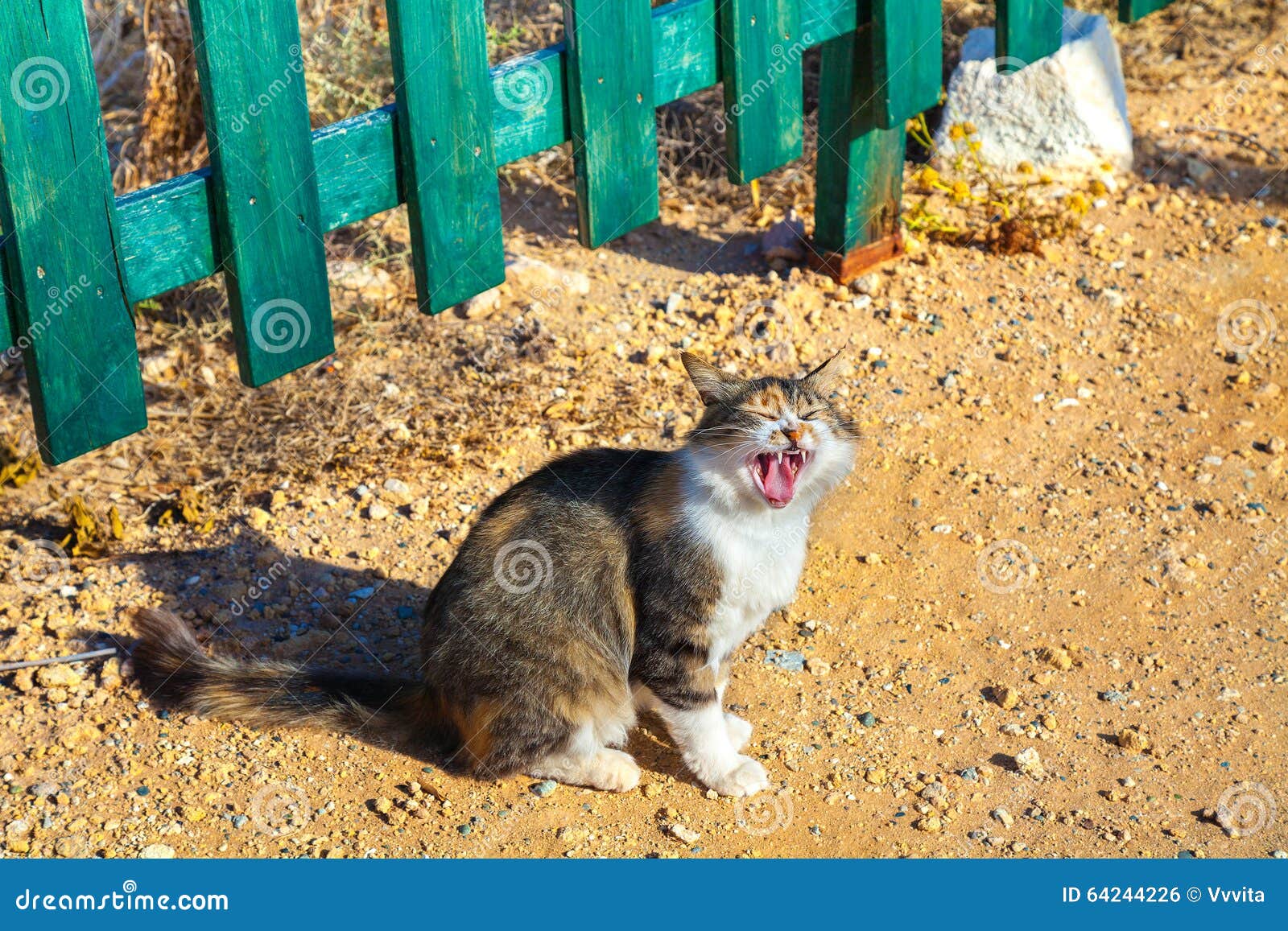 Meowing kitten outdoors stock photo. Image of country - 64244226