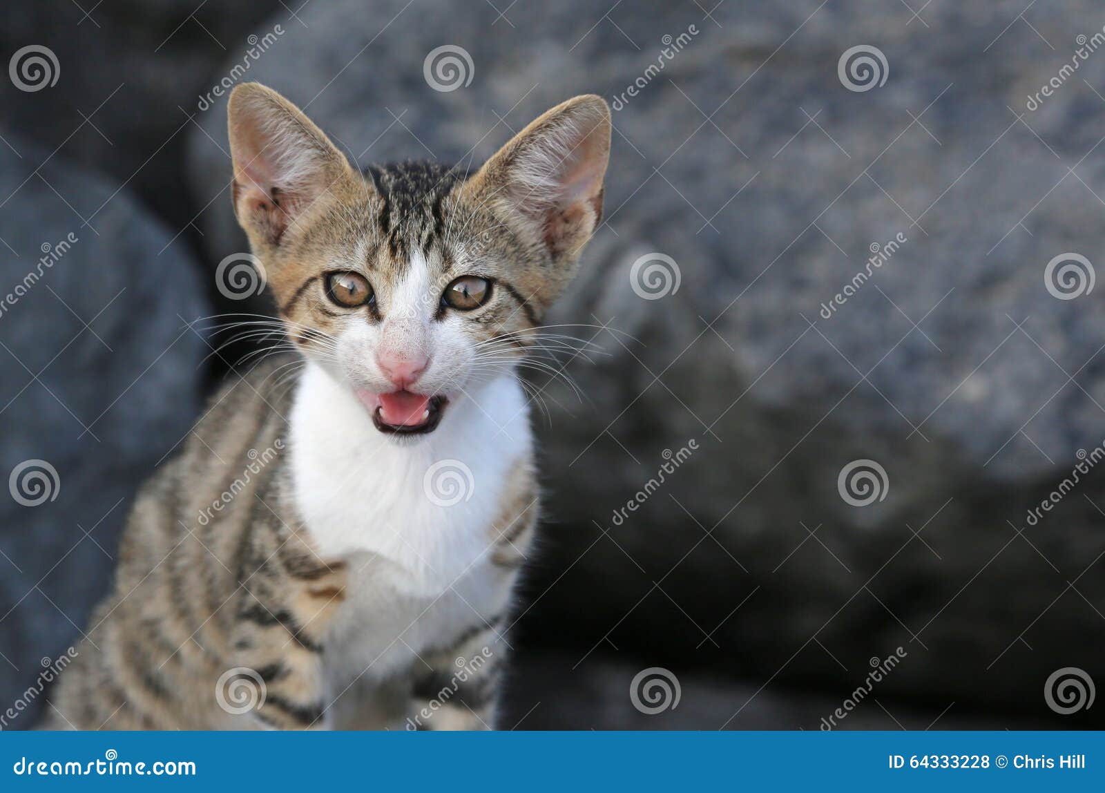 Meowing Kitten stock photo. Image of copy, pets, shot - 64333228