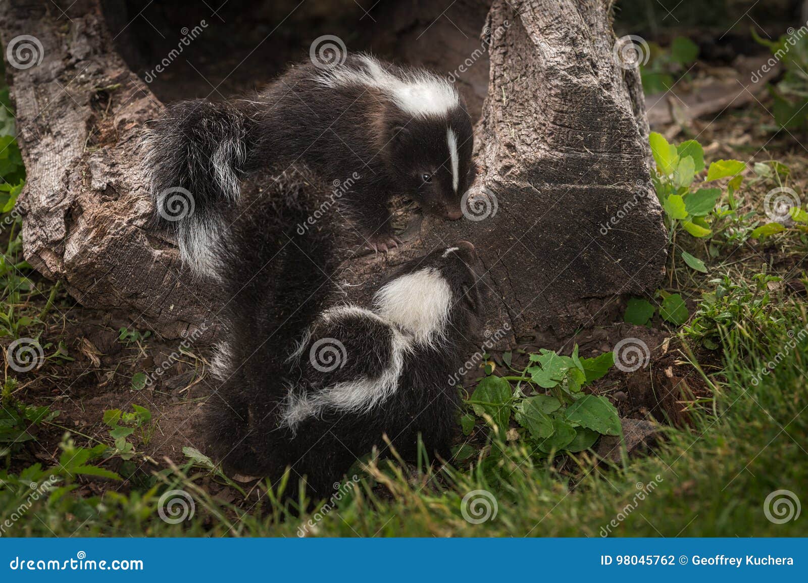 Mephitis De Mephitis De Kits De Mouffette Rayée Photo stock - Image du ...