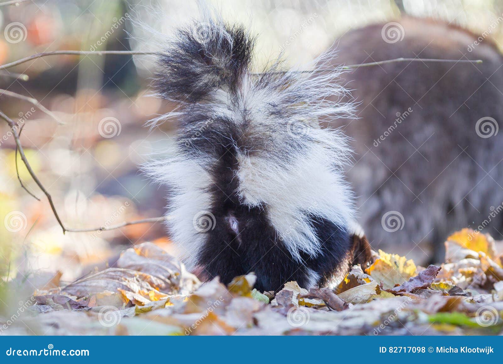 Mephitis De Mephitis De Mouffette En Hiver Photo stock - Image du ...