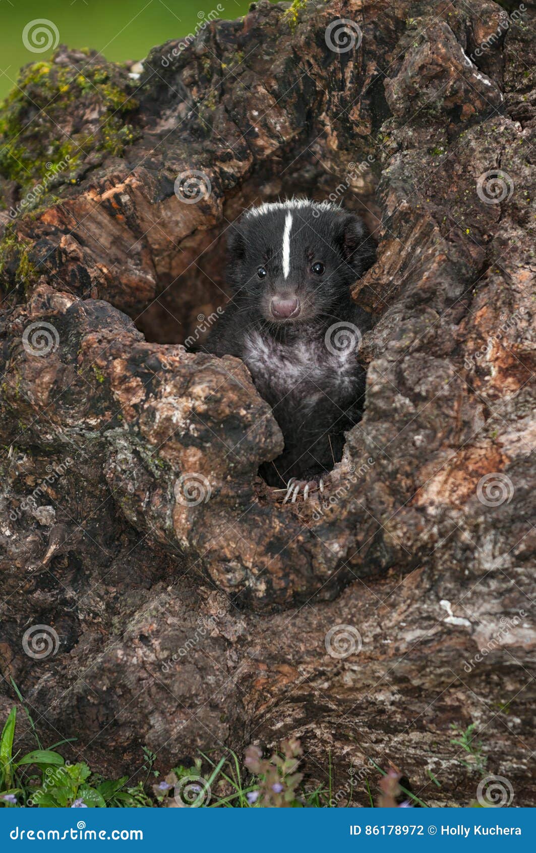 Mephitis Del Mephitis De La Mofeta Rayada Dentro Del Registro Foto de ...