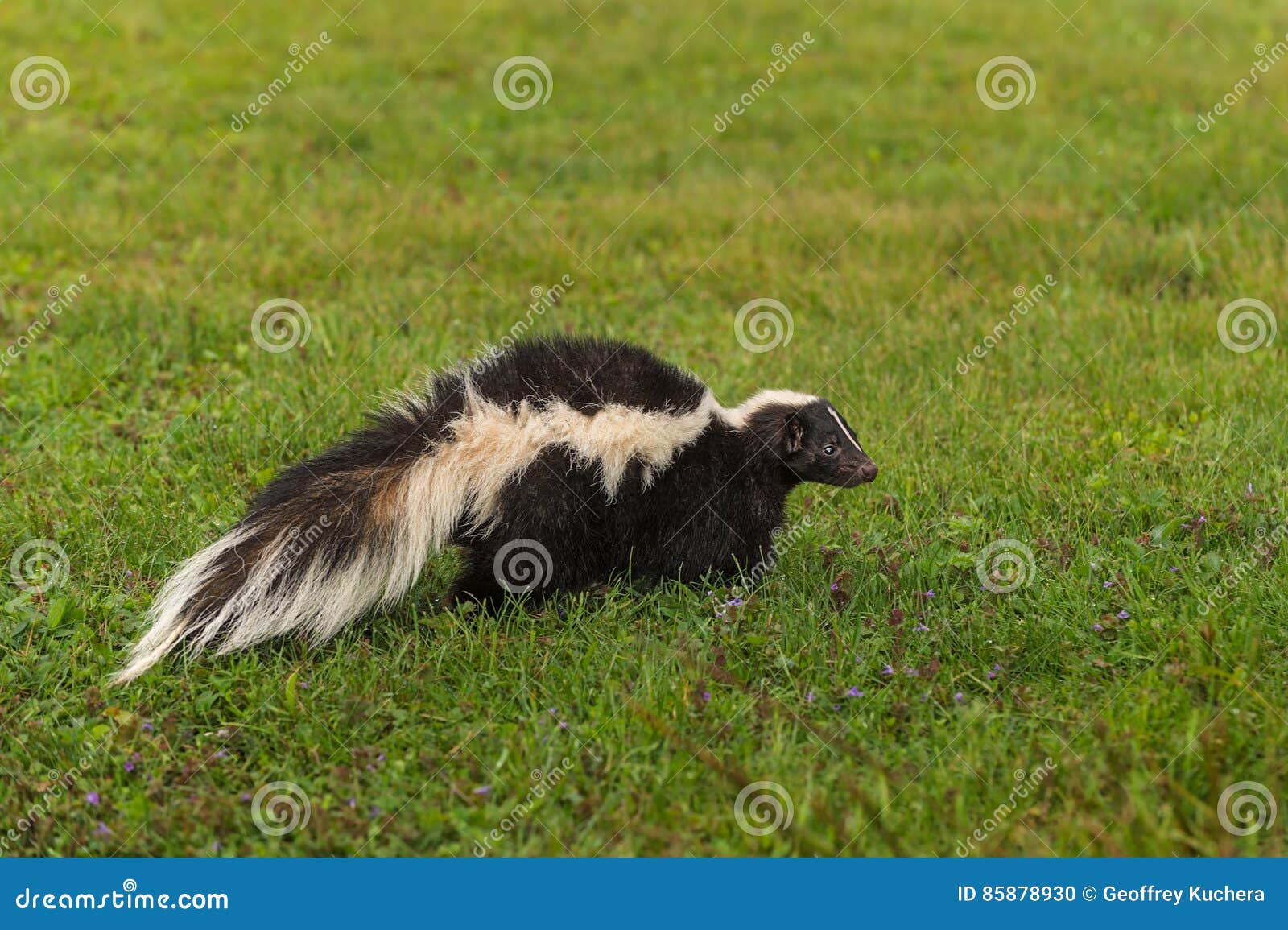 Mephitis Del Mephitis De La Mofeta Rayada En La Hierba Foto de archivo ...
