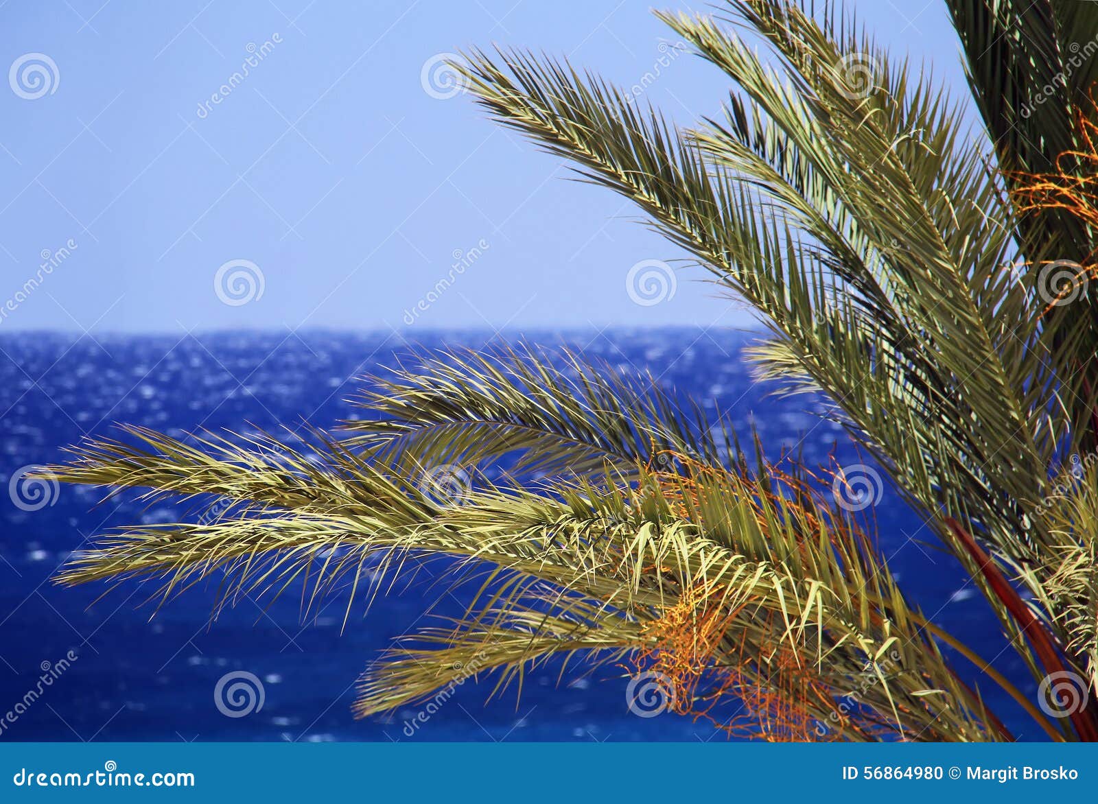 Mer Bleue, Ciel Bleu Et Palmier Photo stock - Image du crète, ciel ...