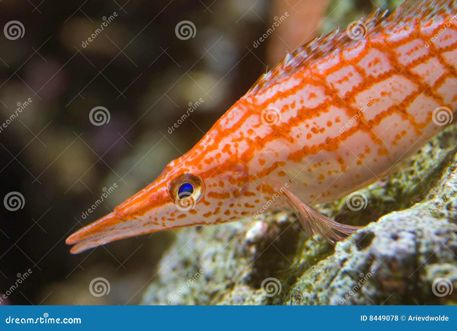 Mer d'orange de poissons photo stock. Image du corail - 8449078
