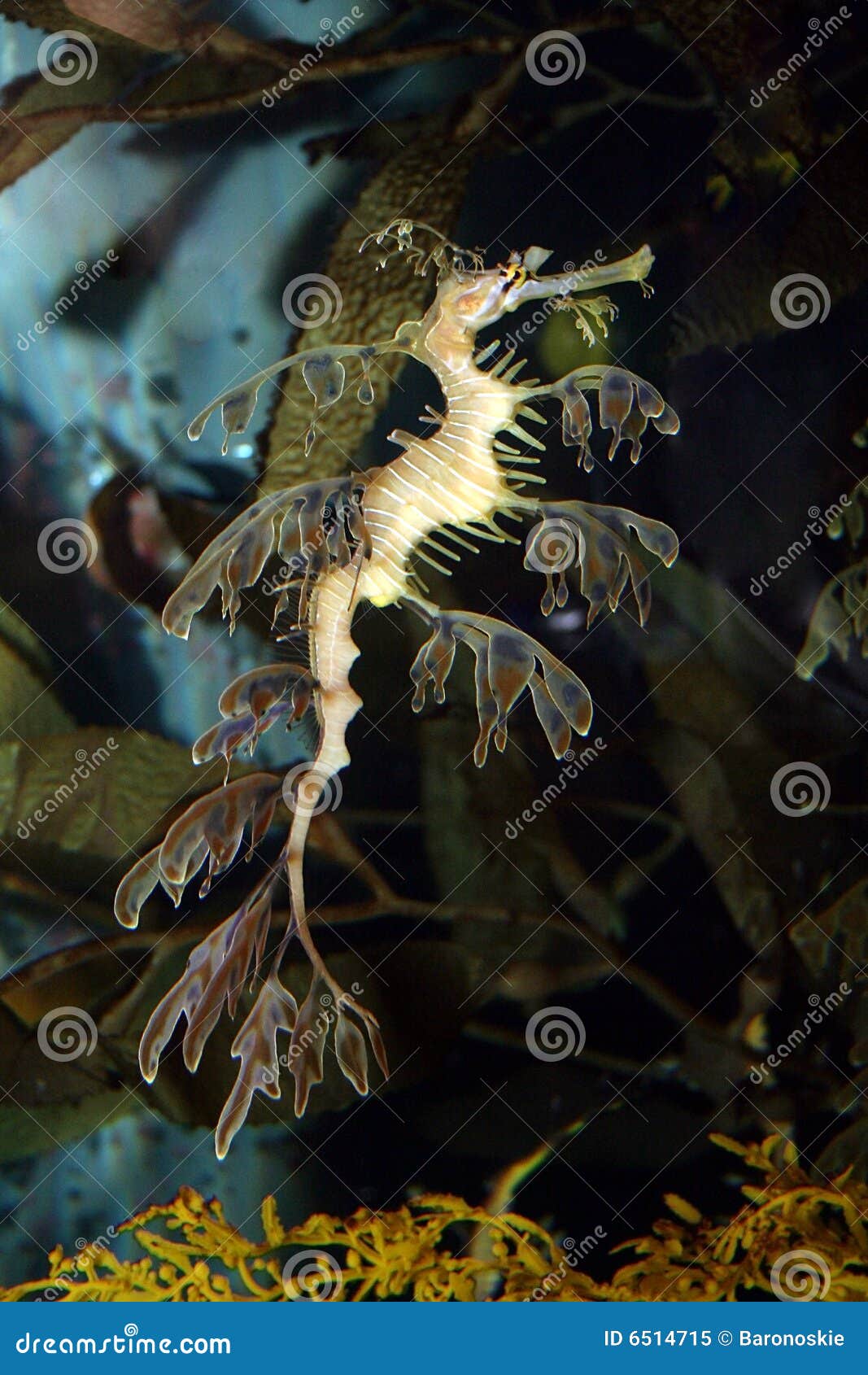 Mer de dragon image stock. Image du durée, cheval, dragon - 6514715