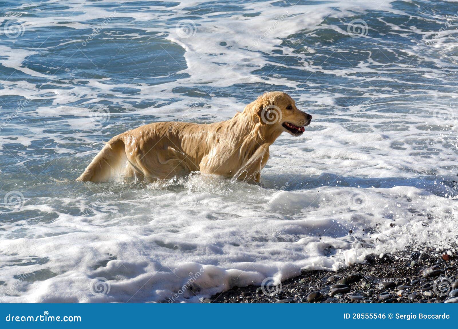 Mer de Labrador photo stock. Image du plage, museau, crabot - 28555546