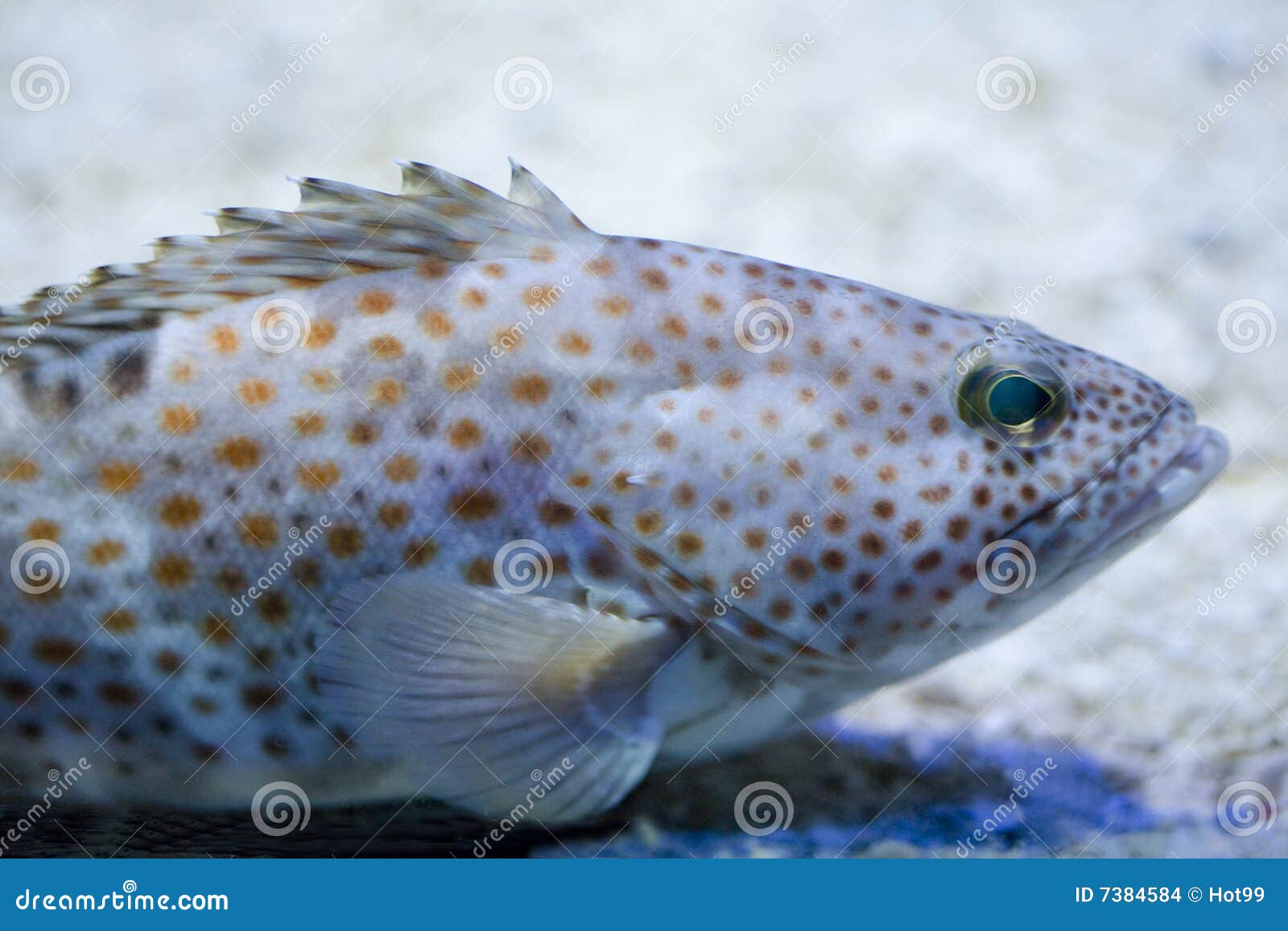 Mer Des Poissons S De Visage Photo stock - Image du pacifique, froid ...