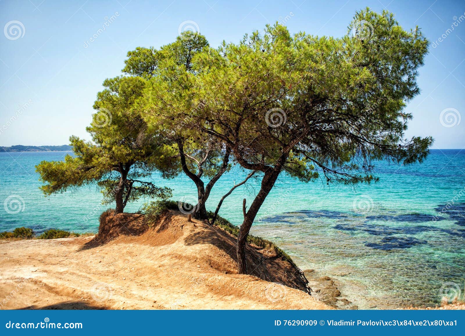 Mer et pins bleus image stock. Image du course, océan - 76290909