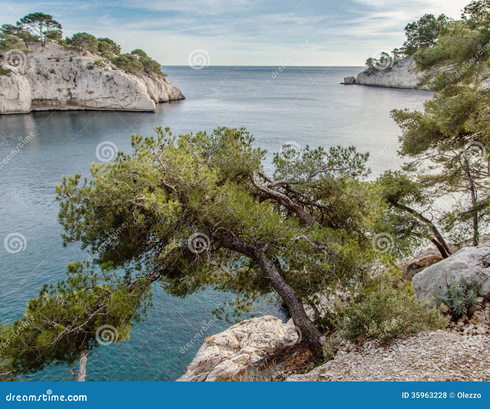 Mer Et Pins Dans Le Calanques Photo stock - Image du scenics, arbre ...