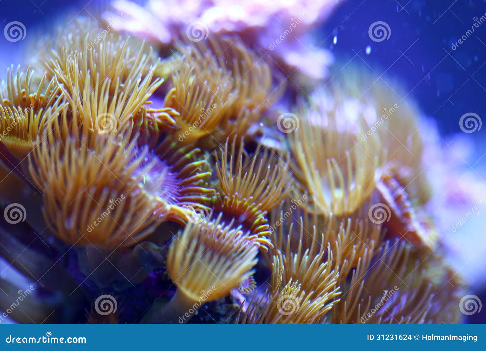 Mer Jaune Mat Coral De Polype Photo stock - Image du exceptionnel ...