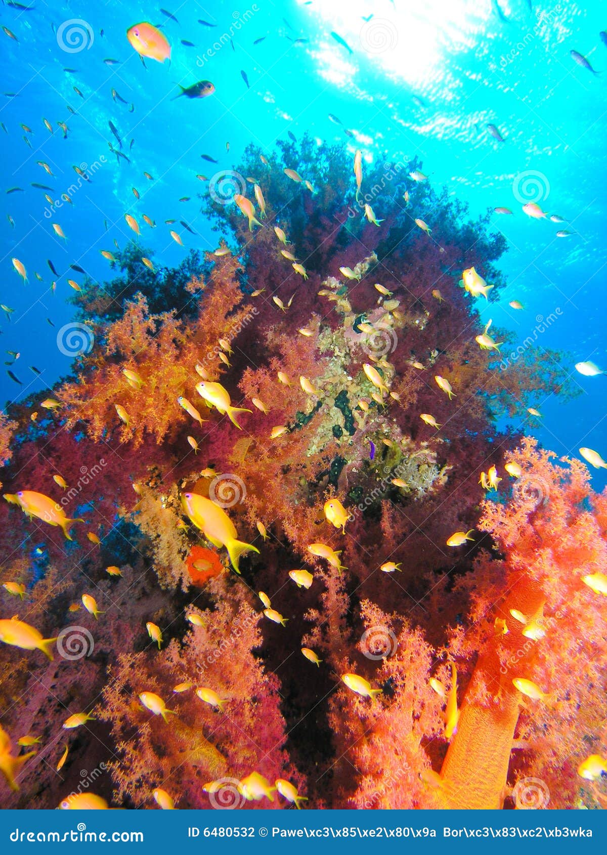 Mer Rouge De Corail De Récif Photo stock - Image du hippocampe ...