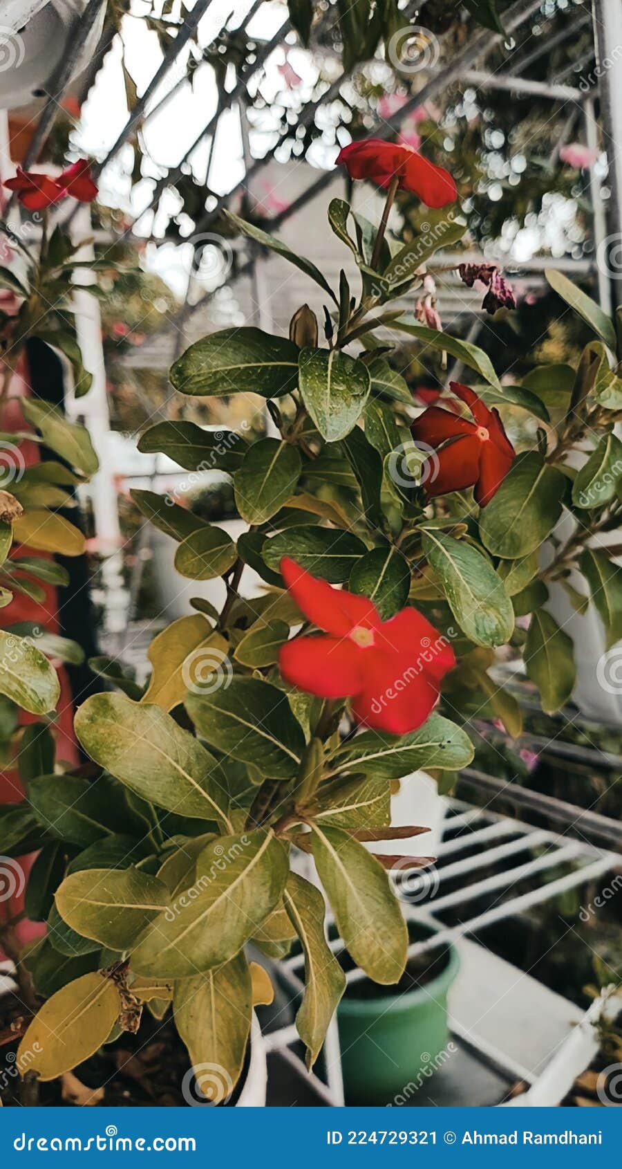 Merah yang merona stock image. Image of yang, fruit - 224729321