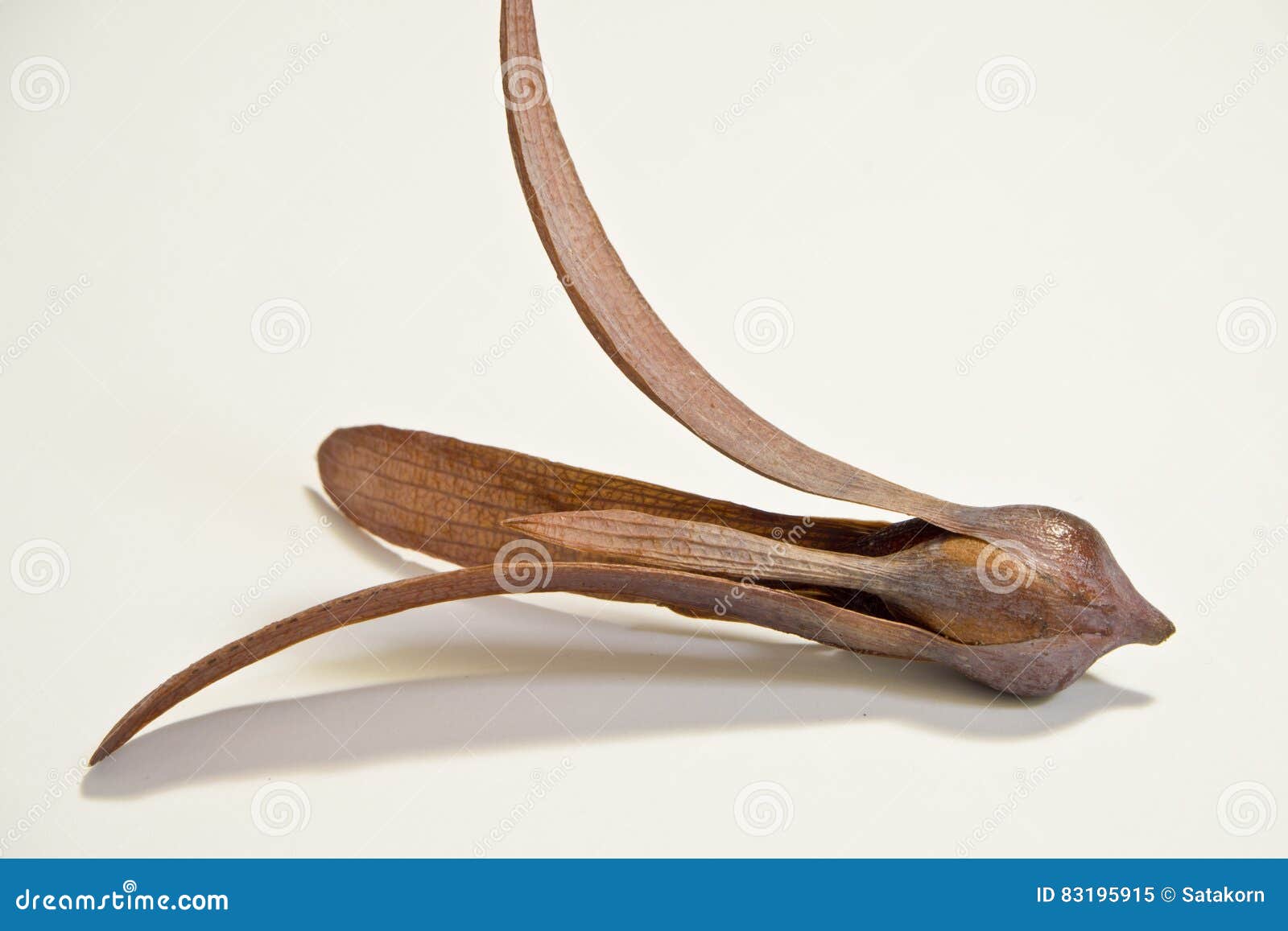 Meranti seed stock image. Image of roxburghii, isolated - 83195915