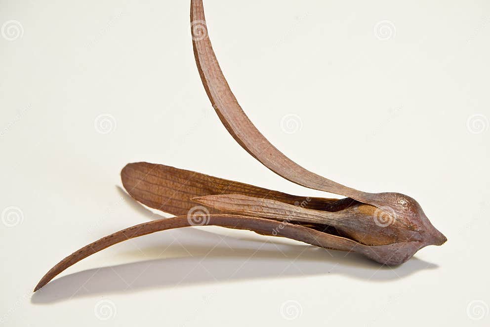 Meranti seed stock image. Image of roxburghii, isolated - 83195915