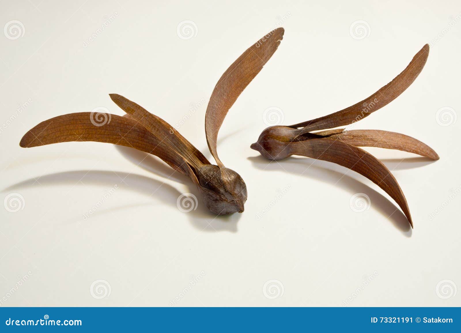 Meranti seed stock image. Image of alatus, wing, roxburghii - 73321191