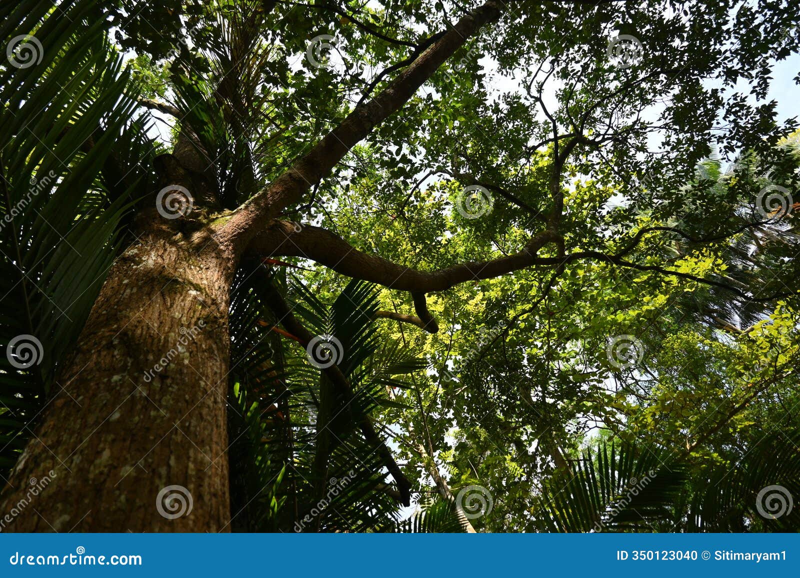 Magnificent Hopea Odorata or Merawan Siput Jantan (Malay), Tropical ...