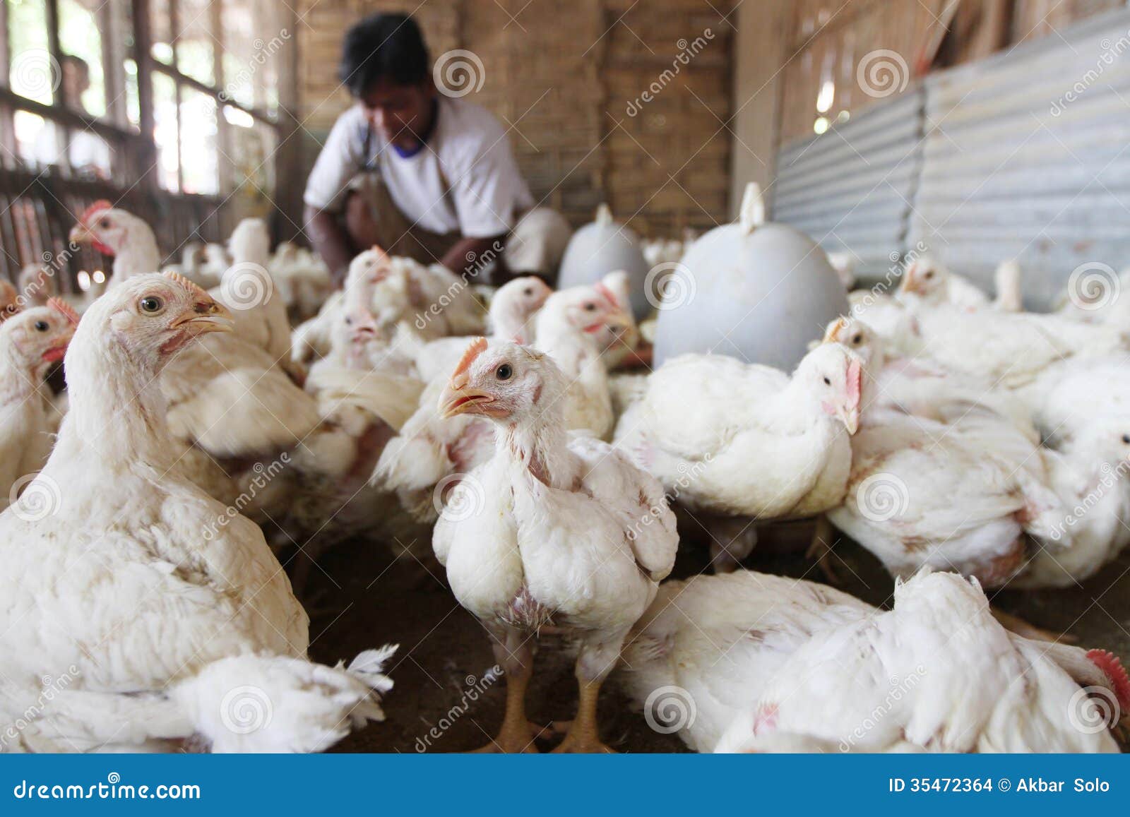 Mercado Tradicional Del Pollo Imagen de archivo editorial - Imagen de ...