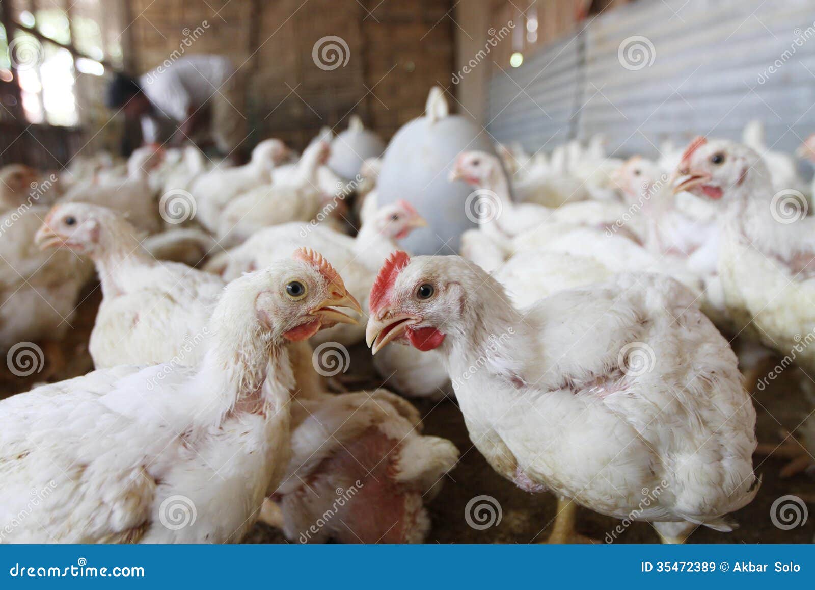 Mercado Tradicional Del Pollo Imagen de archivo editorial - Imagen de ...